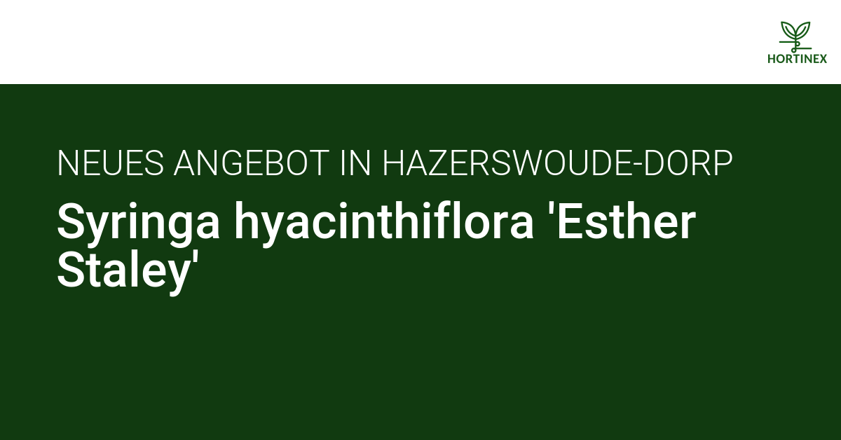 Syringa hyacinthiflora 'Esther Staley' | HORTINEX