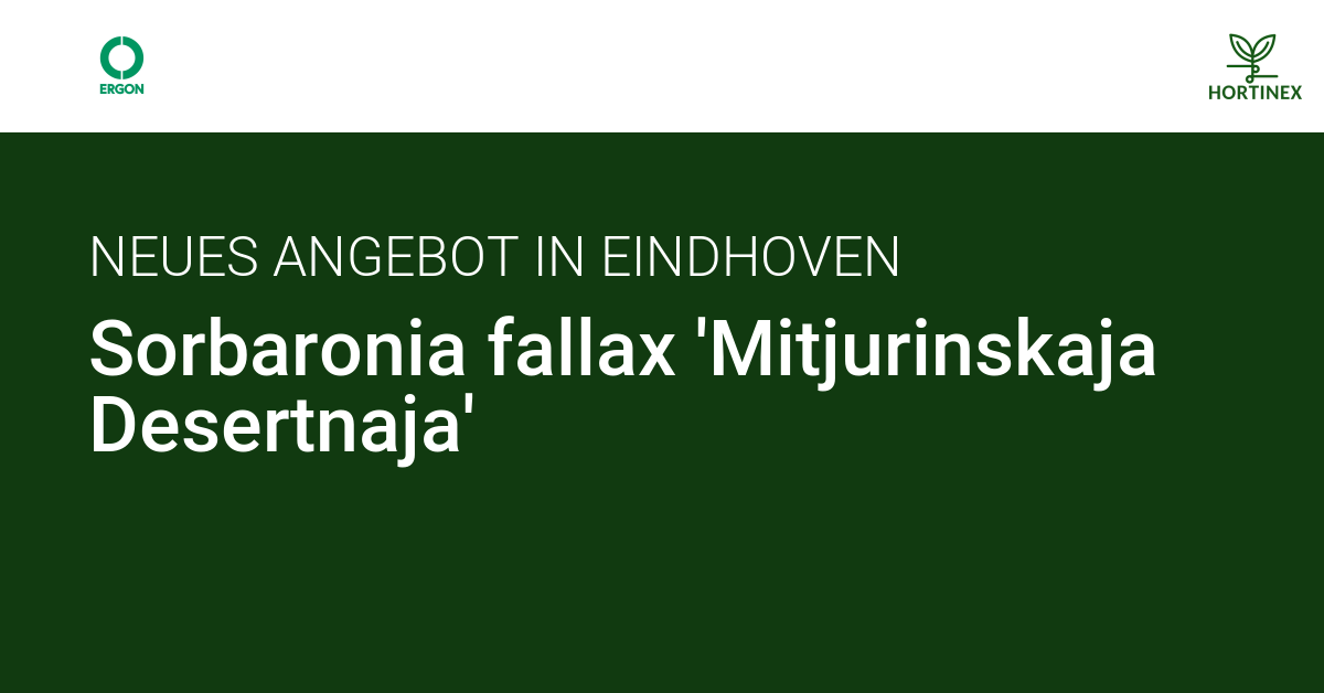 Sorbaronia fallax 'Mitjurinskaja Desertnaja' | HORTINEX