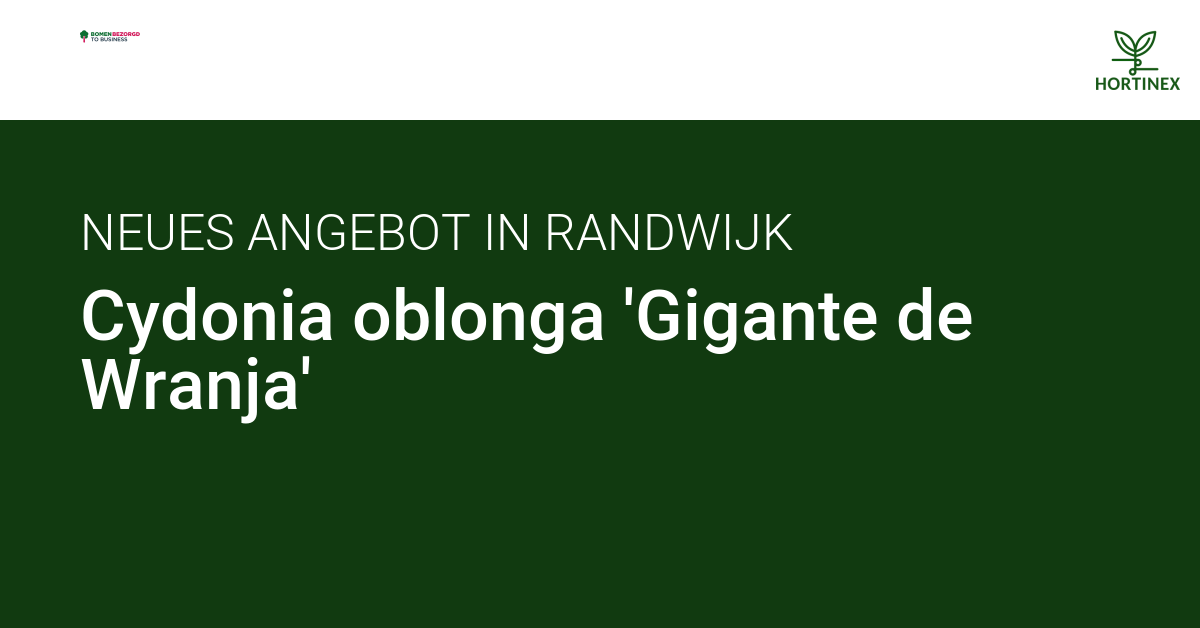 Cydonia oblonga 'Gigante de Wranja' | HORTINEX